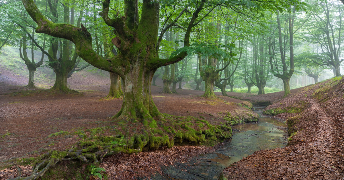 The Ancient Green Magic of the Basque Country’s ‘Enchanted Forest ...