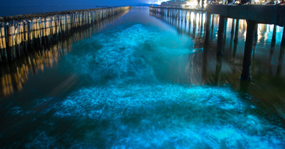 A bioluminescent bay in Puerto Rico that’ll blow you away - Iberia Joven